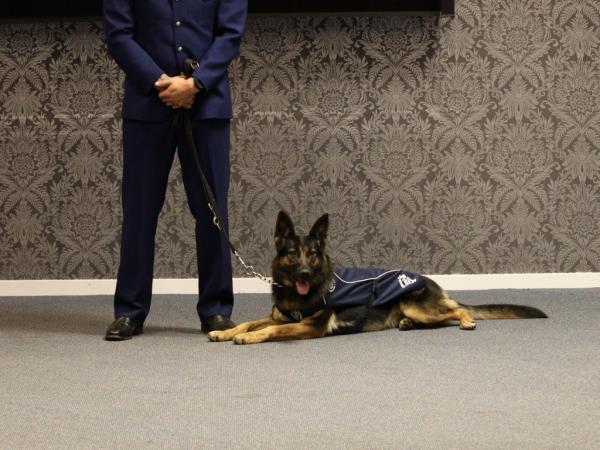 From pups to pros: New patrol and detector police dogs graduated ...