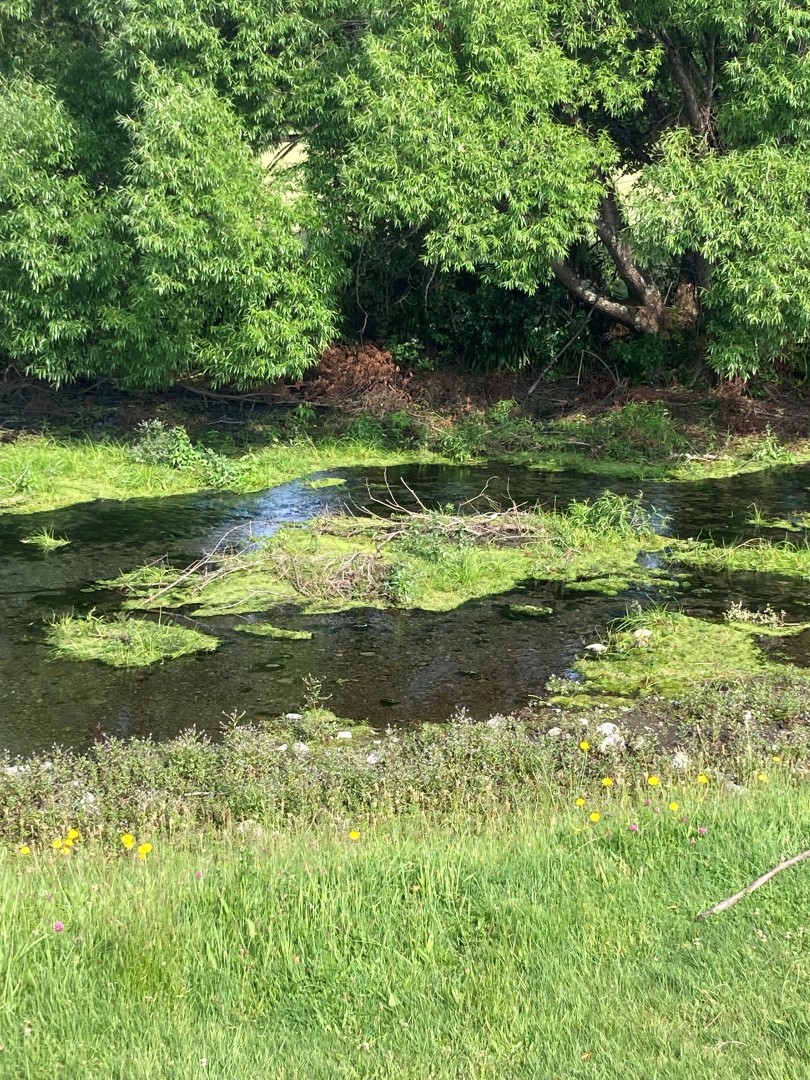 Duckpond at Heretaunga Park – Ron Ross – The Upper Hutt Connection