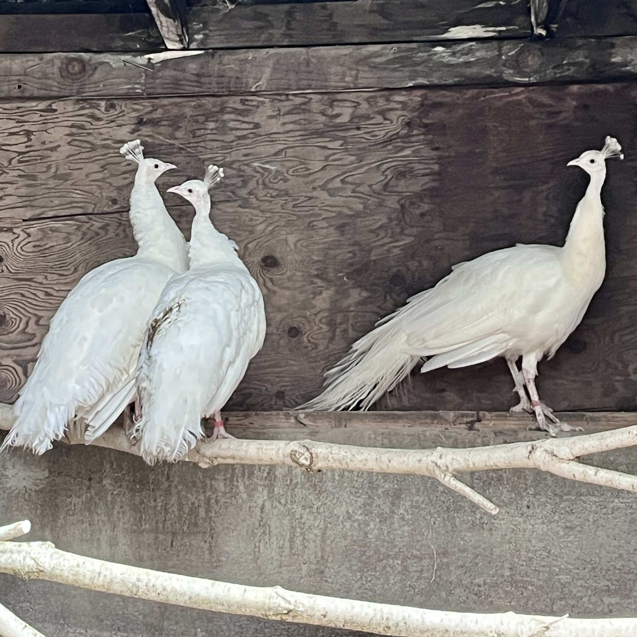 Another peafowl makes for a trio a Staglands – The Upper Hutt Connection